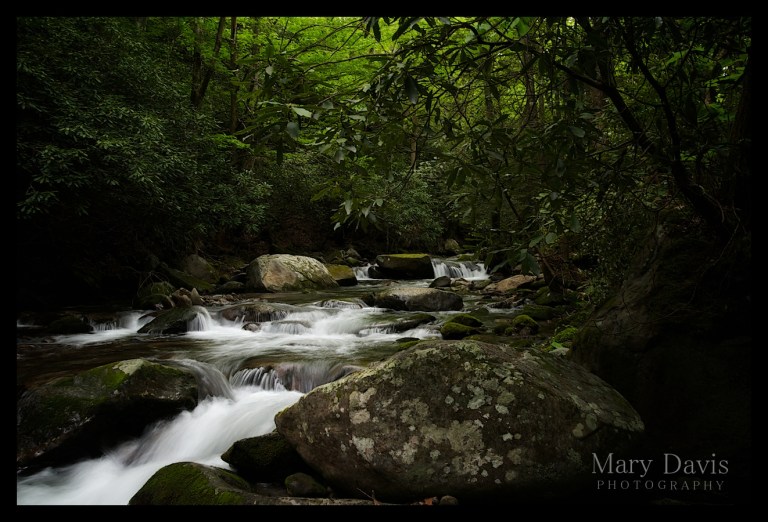Nature | Mary Davis Photography