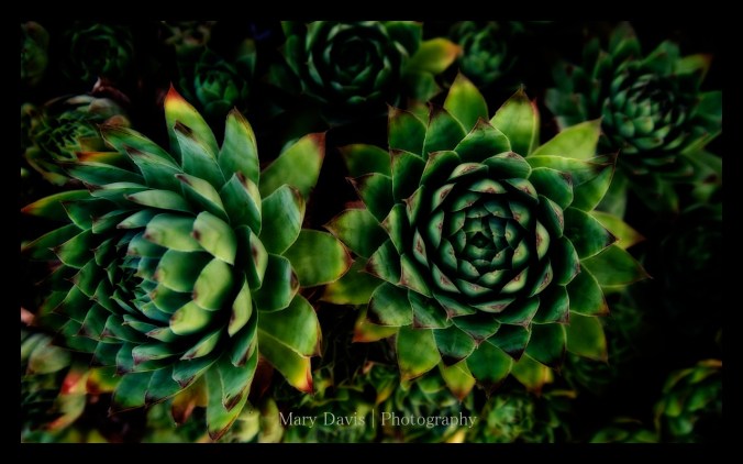 Nature | Mary Davis Photography