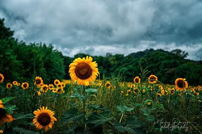 Nature | Mary Davis Photography